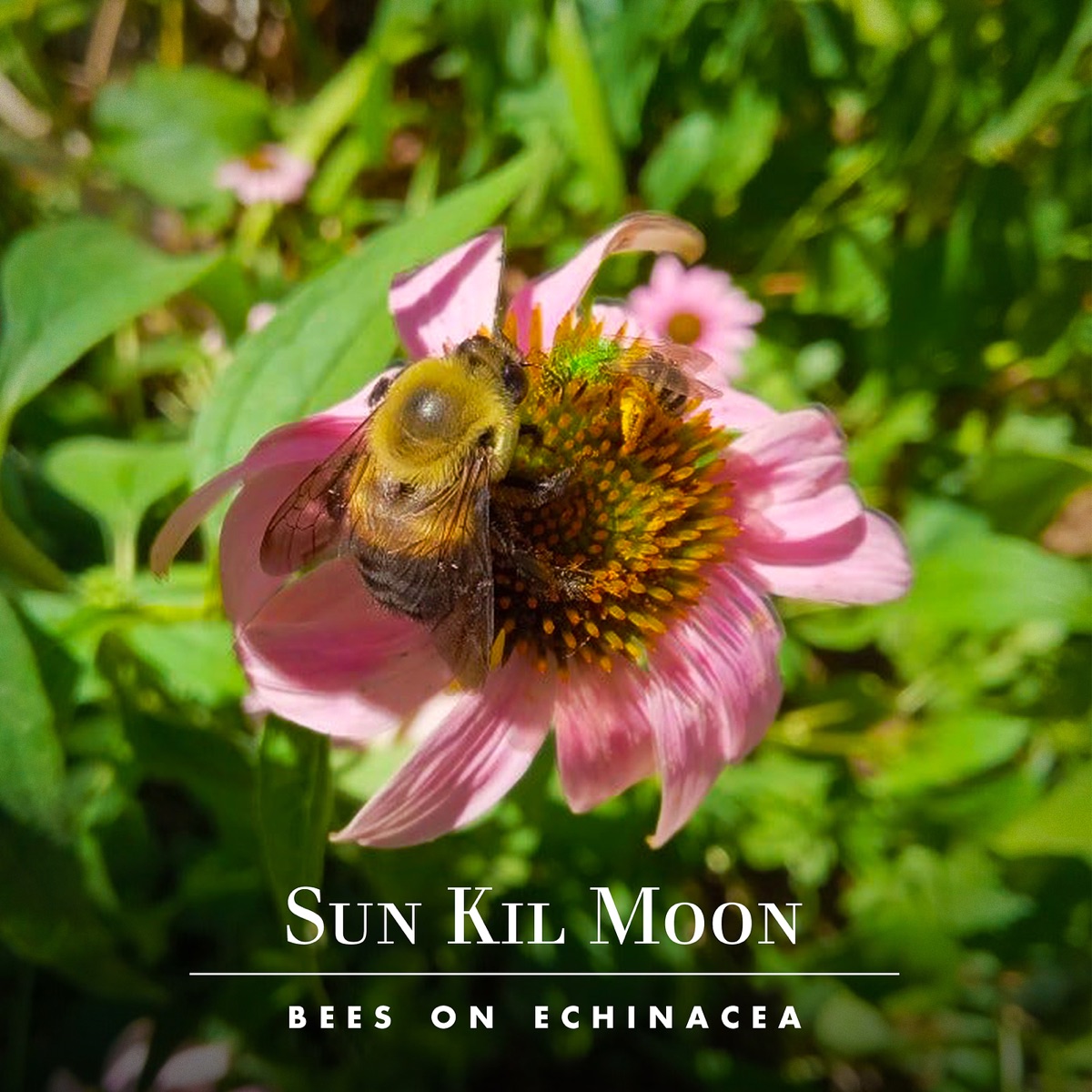 Sun Kil Moon - Bees on Echinacea - HeavyPop.at